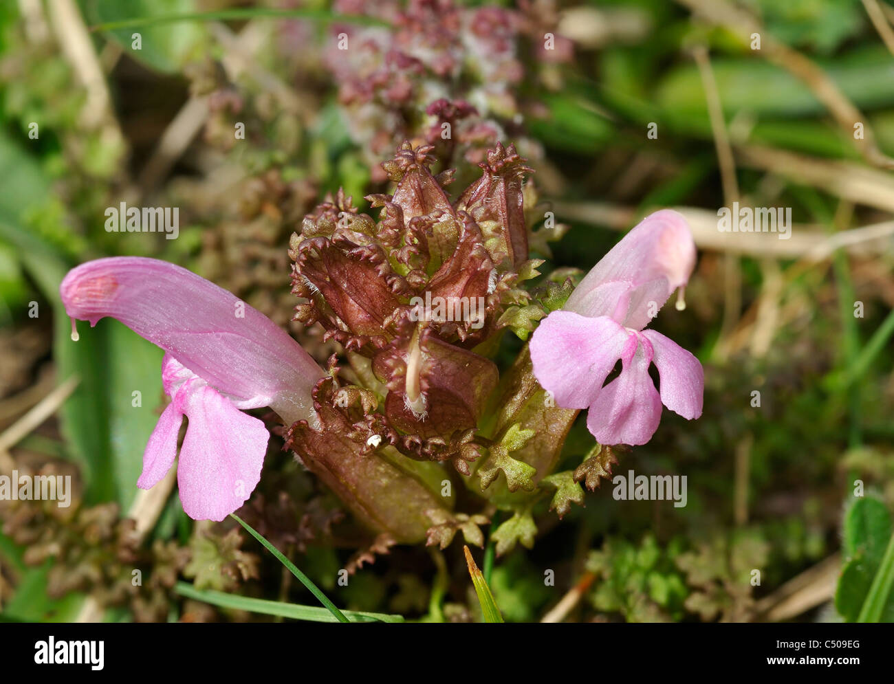 Common Lousewort - Pedicularis sylvatica Stock Photo - Alamy