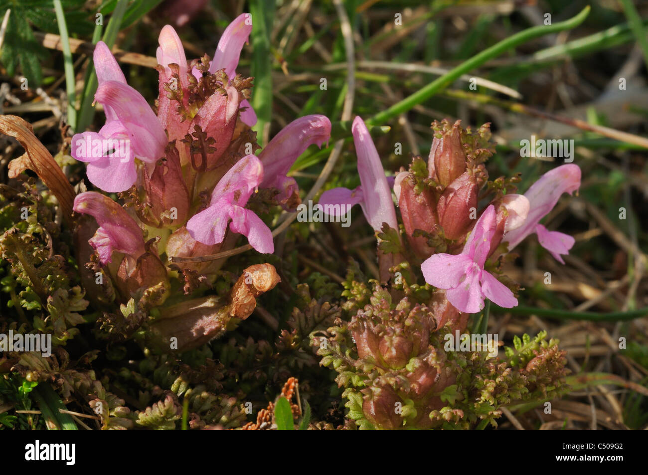 Common lousewort hi-res stock photography and images - Alamy