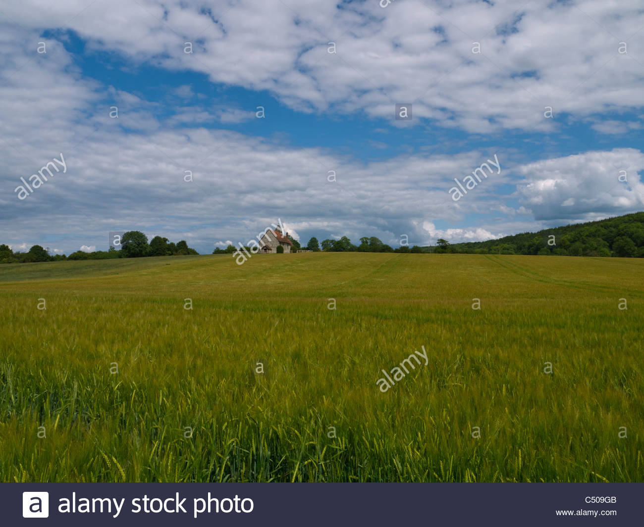 Idsworth Stock Photos & Idsworth Stock Images - Alamy