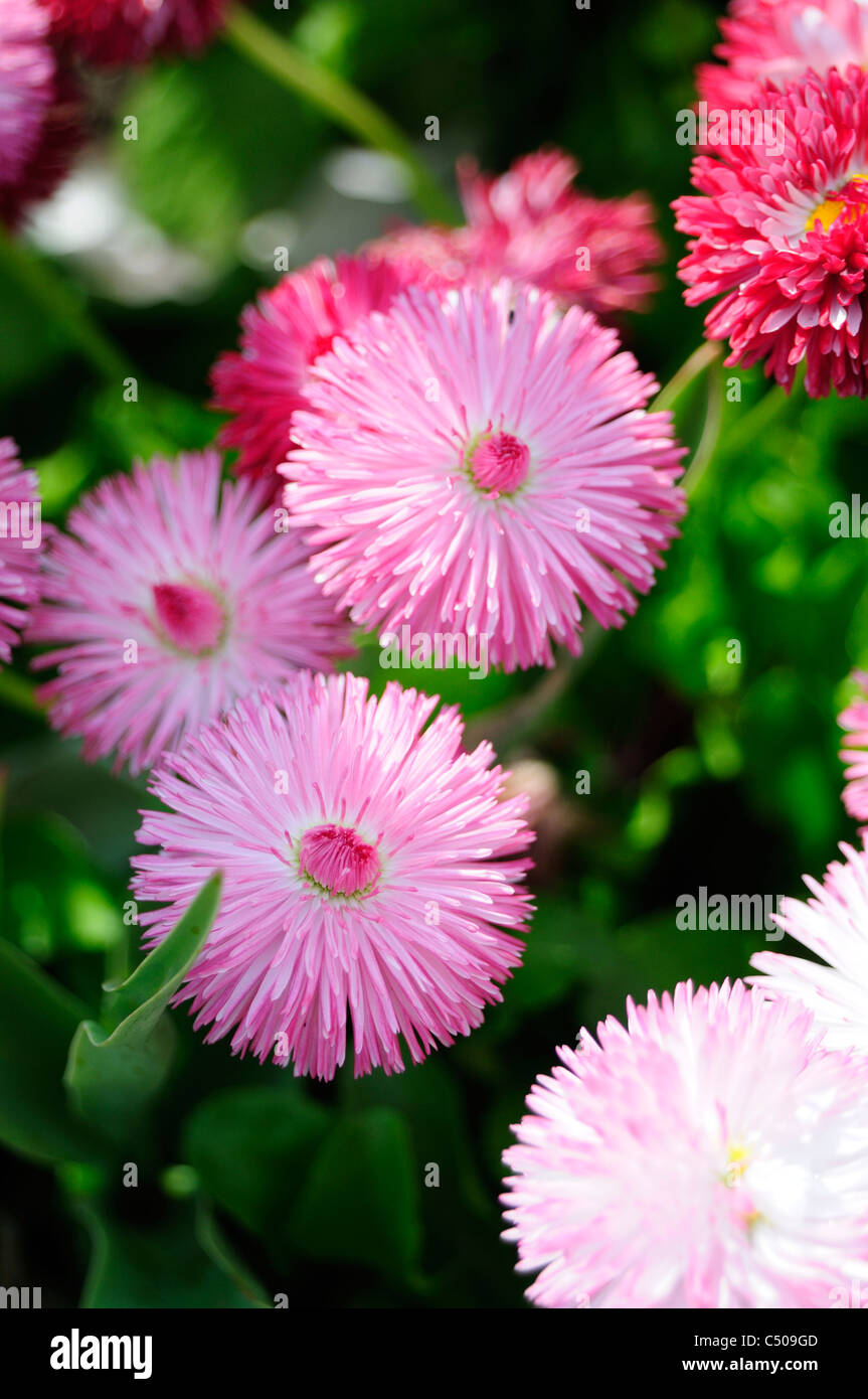 Pink flowers hi-res stock photography and images - Alamy