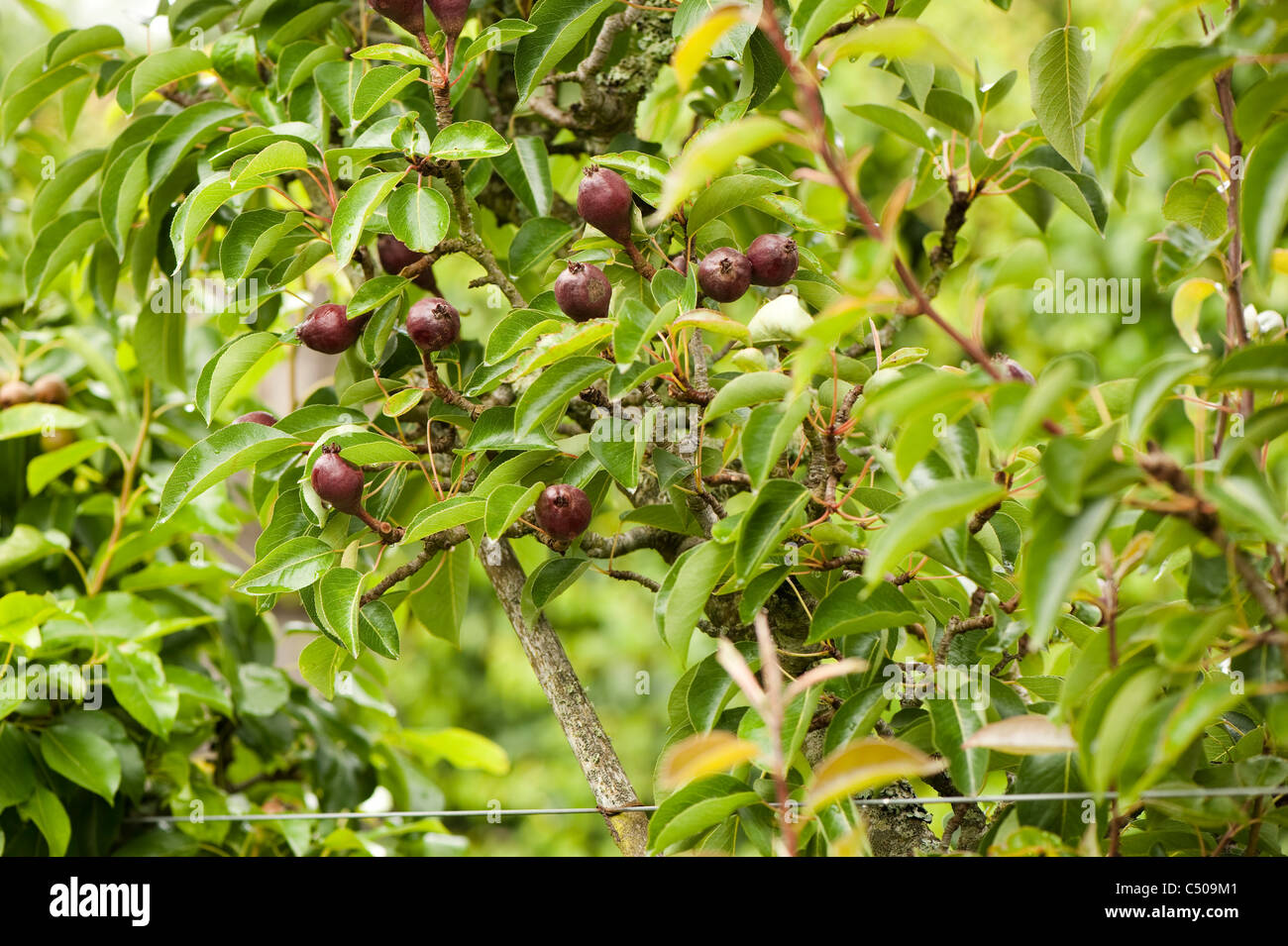 Pear williams tree hi-res stock photography and images - Alamy