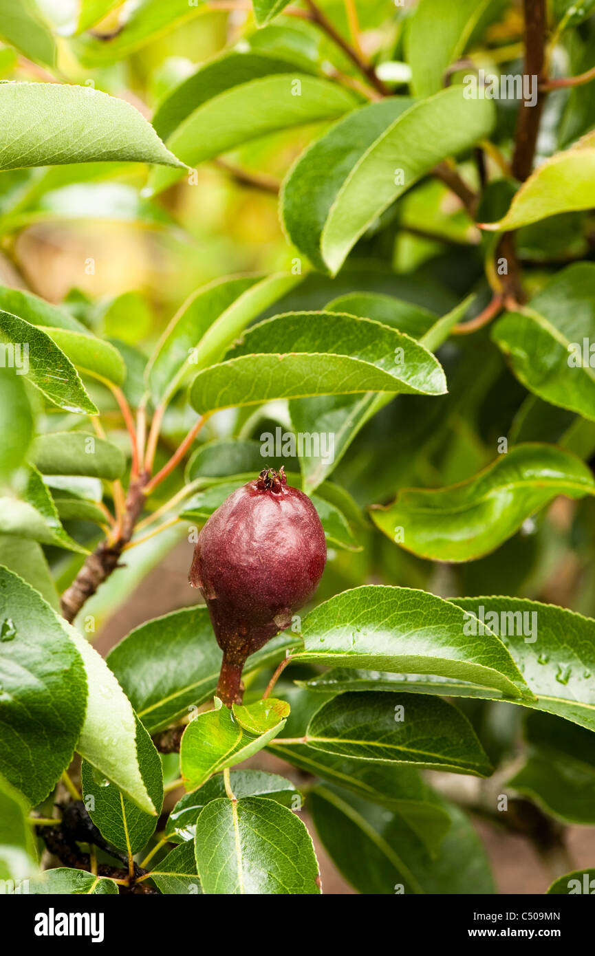 Williams pears pyrus communis hi-res stock photography and images - Alamy