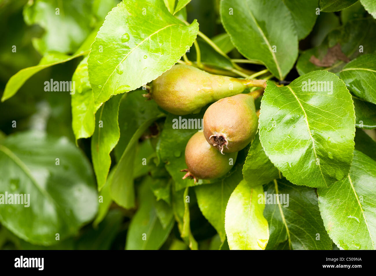 Pears growing on Pyrus communis ‘Beth’ Stock Photo - Alamy