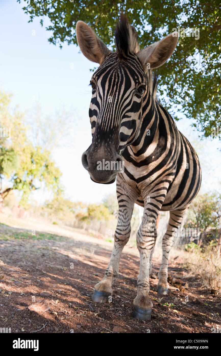 Fat knees hi-res stock photography and images - Alamy