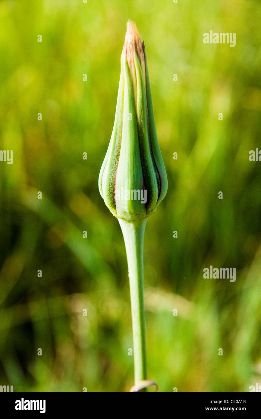 Jack Go To Bed At Noon Stock Photo Alamy jack-go-to-bed-at-noon-stock-photo-alamy