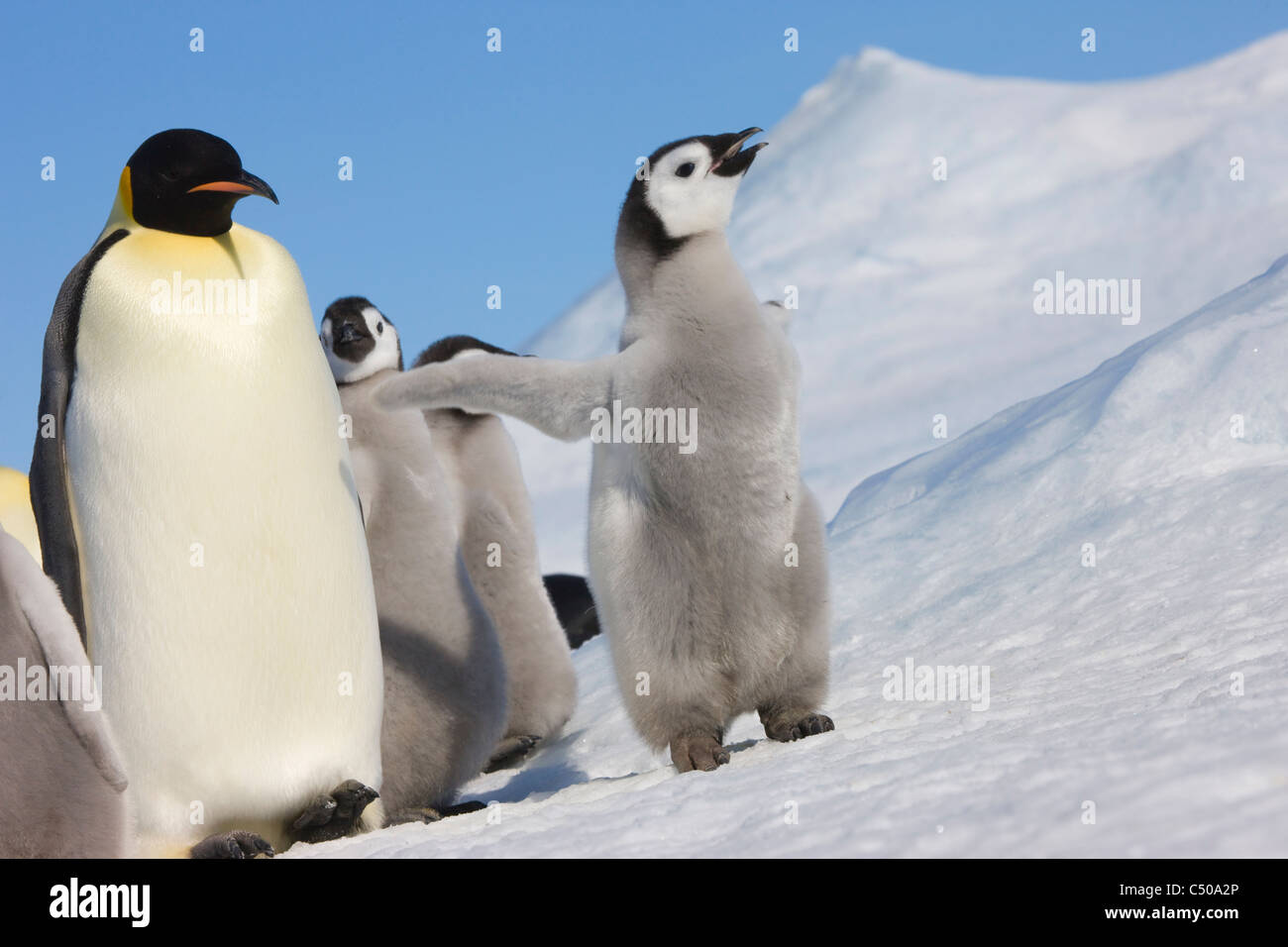 Emperor Penguins parents with chicks on ice, Snow Hill Island ...