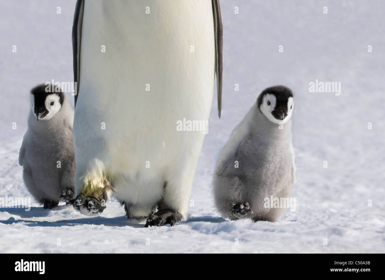 Emperor Penguins parents with chicks on ice, Snow Hill Island ...