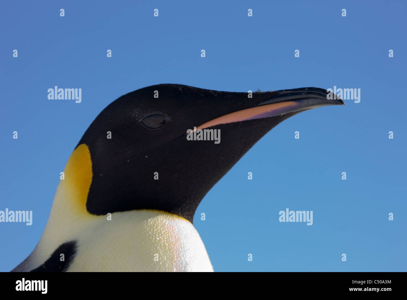 Emperor penguin head hi-res stock photography and images - Alamy