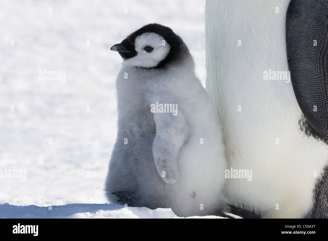 Emperor Penguins parents with chicks on ice, Snow Hill Island ...