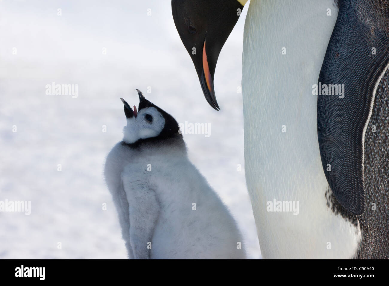 Emperor Penguins parents with chicks on ice, Snow Hill Island ...