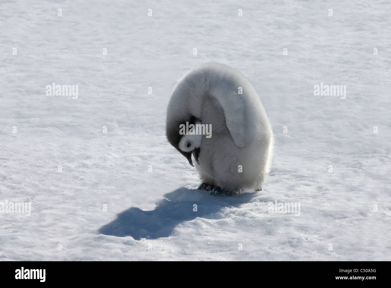 Emperor Penguin chick studying its own shadow on ice, Snow Hill Island ...