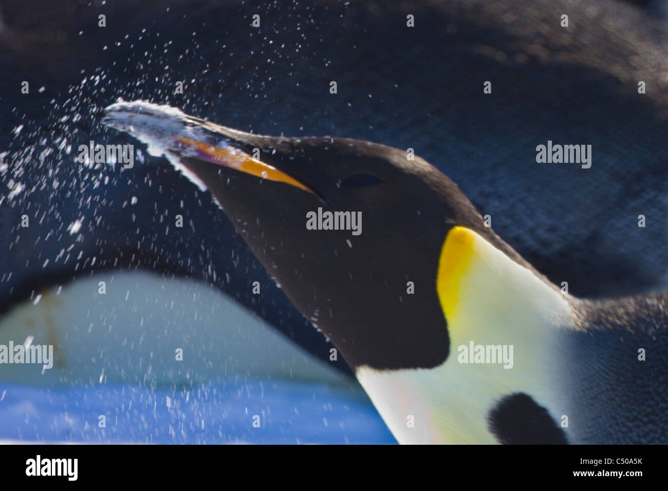 Emperor Penguin on ice, Snow Hill Island, Antarctica Stock Photo - Alamy