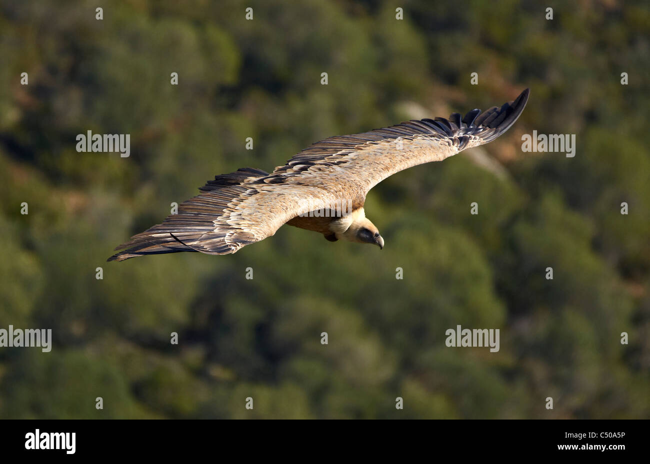 Volando volando hi-res stock photography and images - Alamy
