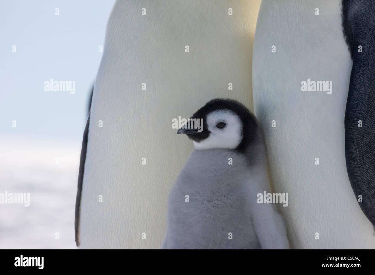 Emperor penguin chick on parents hi-res stock photography and images ...