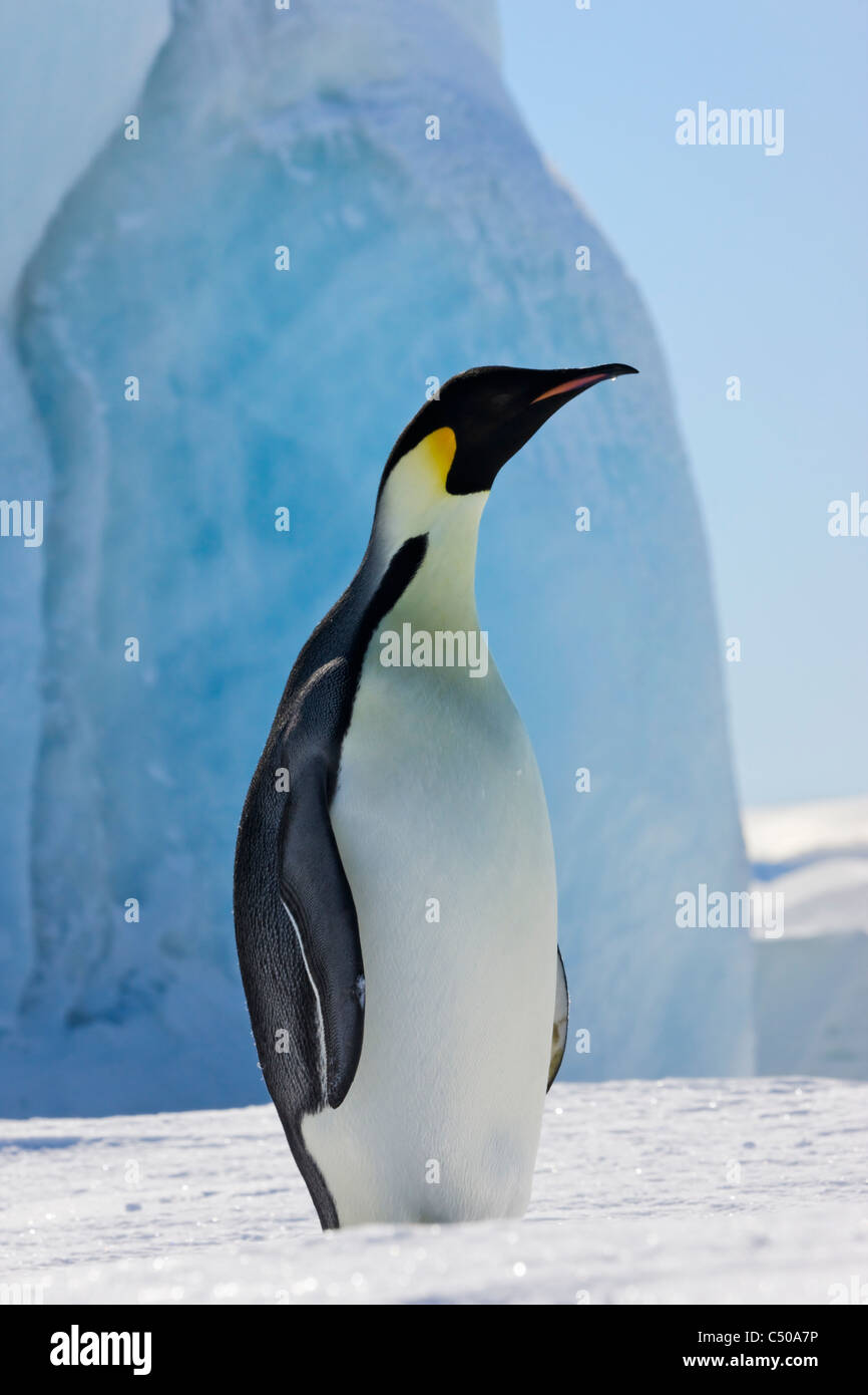 Emperor Penguin on ice, Snow Hill Island, Antarctica Stock Photo - Alamy
