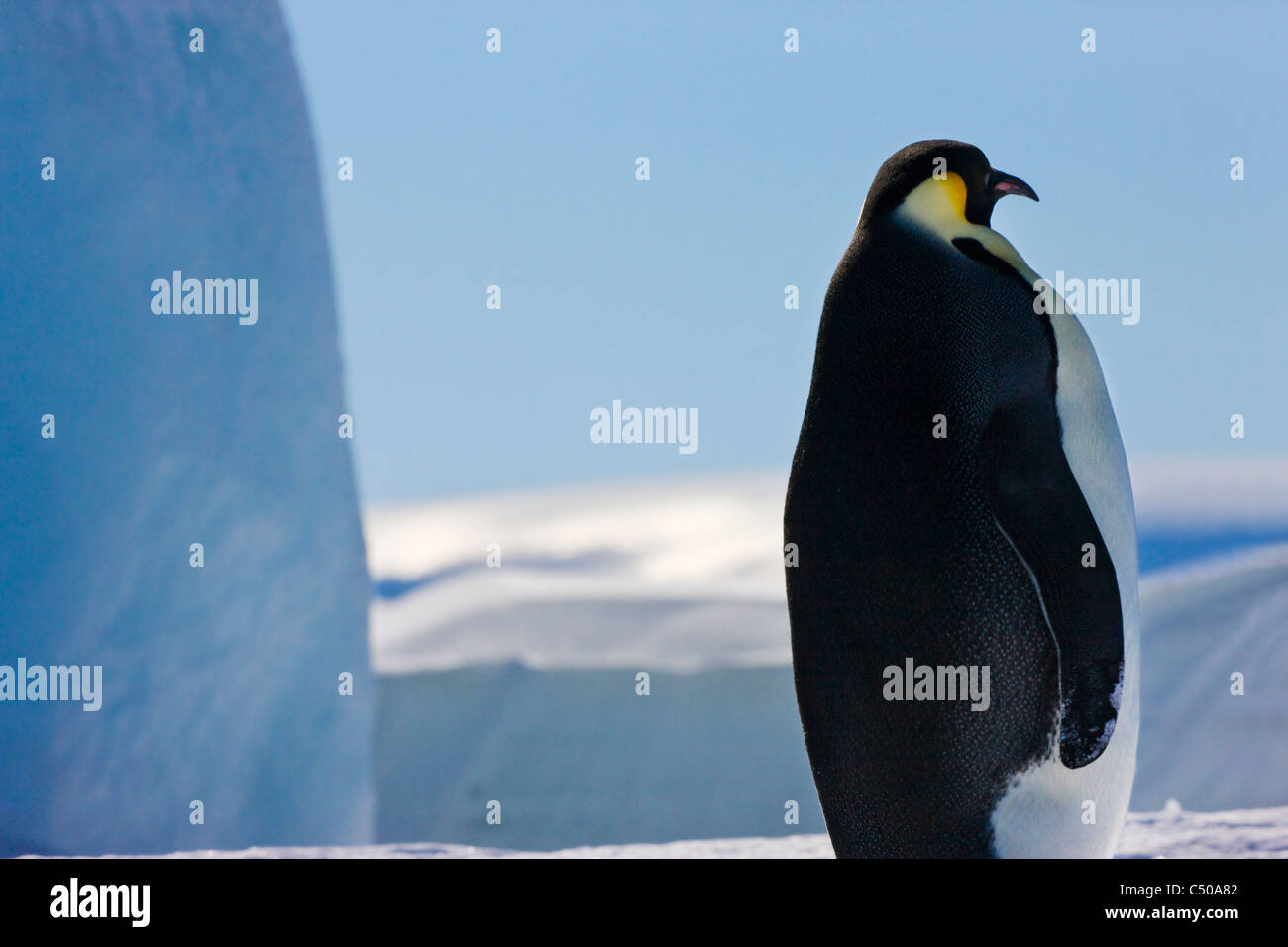 Emperor Penguin on ice, Snow Hill Island, Antarctica Stock Photo - Alamy