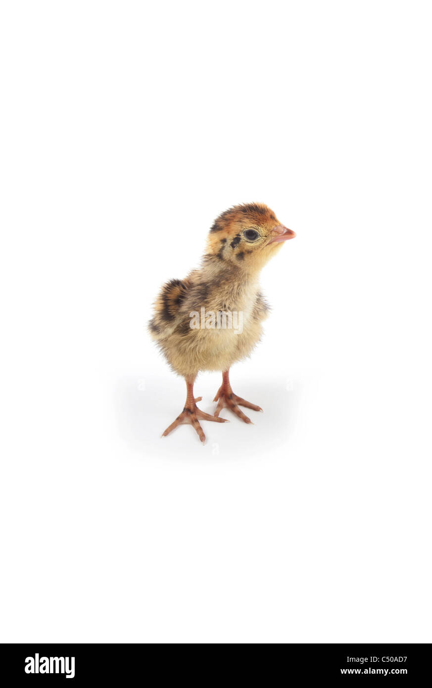 Quail chicks hi-res stock photography and images - Alamy