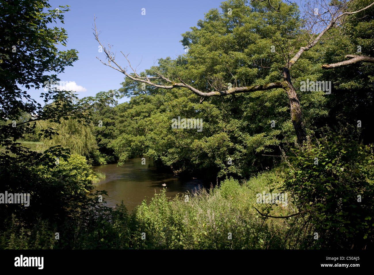 Surrounding vegetation hi-res stock photography and images - Alamy