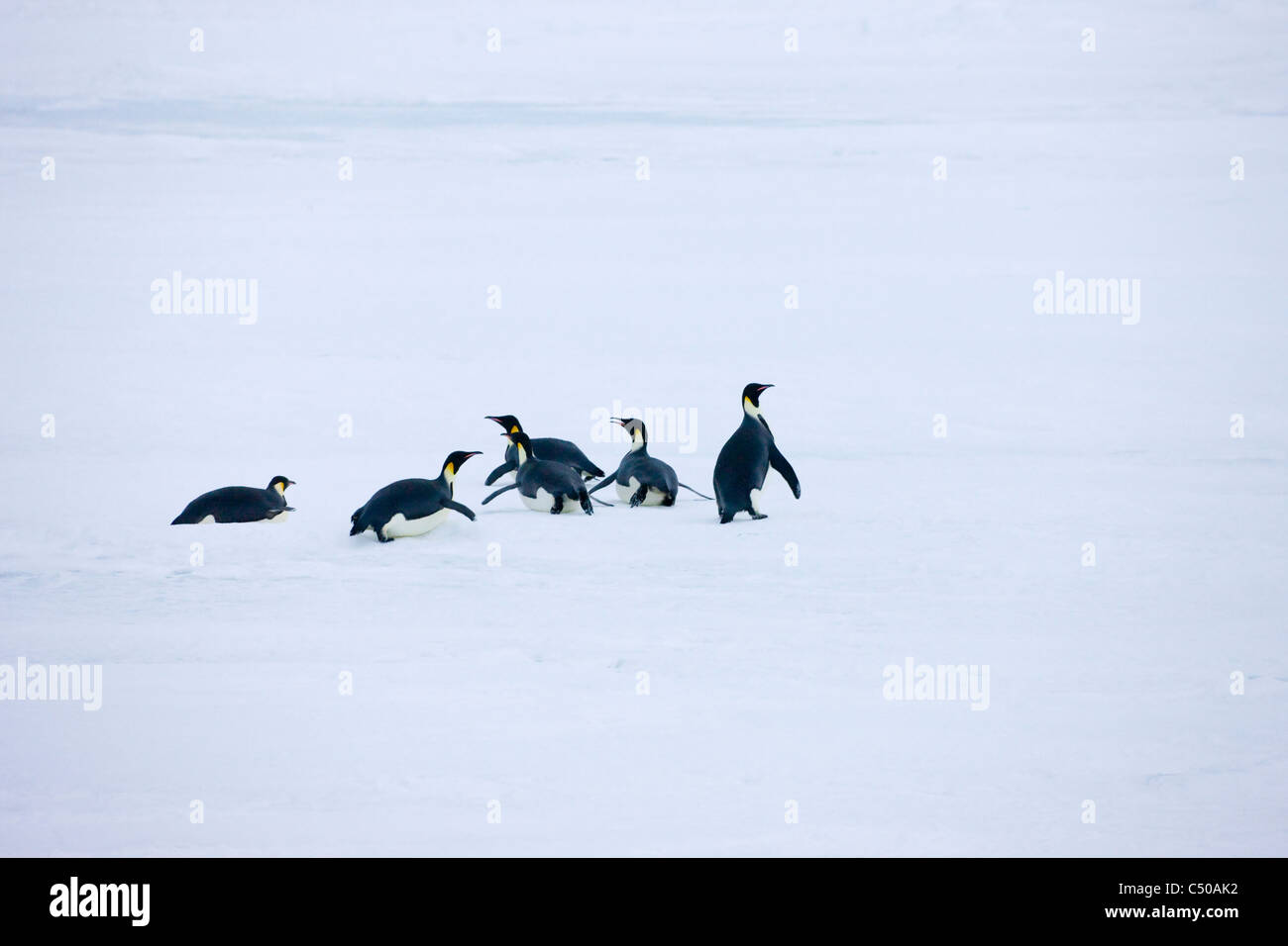 Penguin sliding hi-res stock photography and images - Alamy