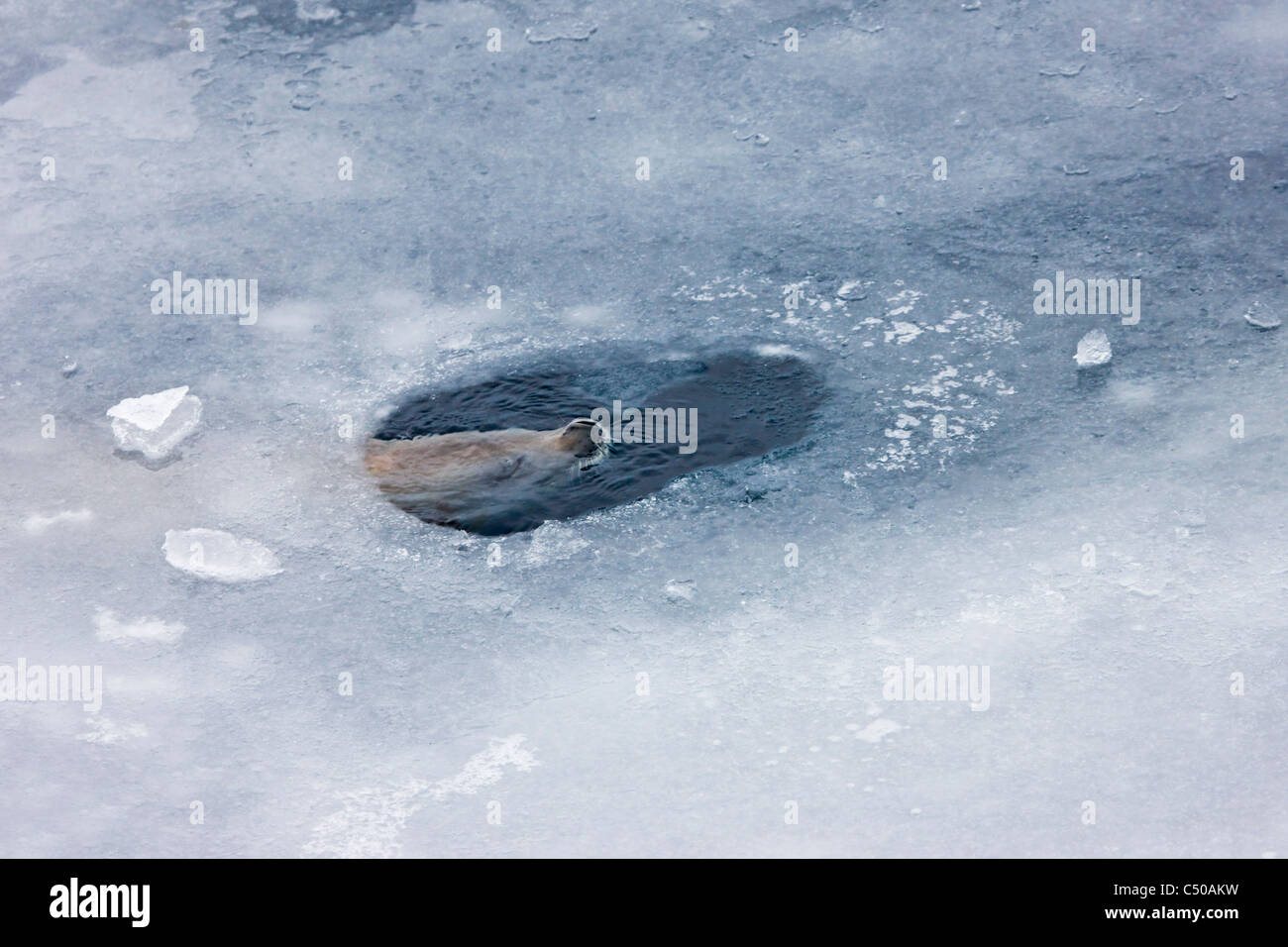 Weddell Seals in ice water, Snow Hill Island, Antarctica Stock Photo ...