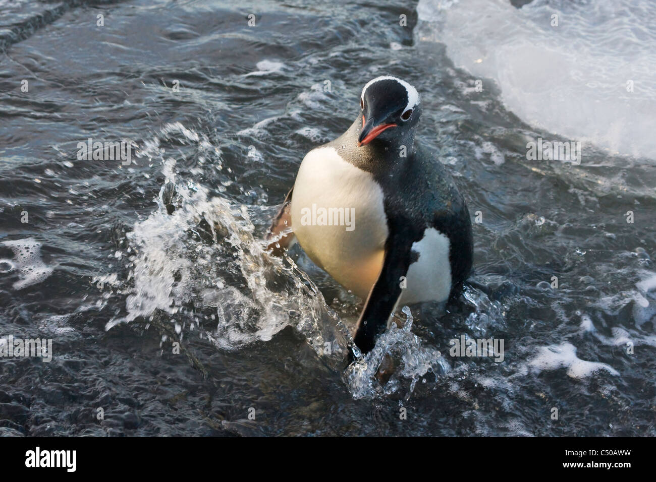 Gentoo Penguin splashing water, South Shetland Island, Antarctica Stock ...