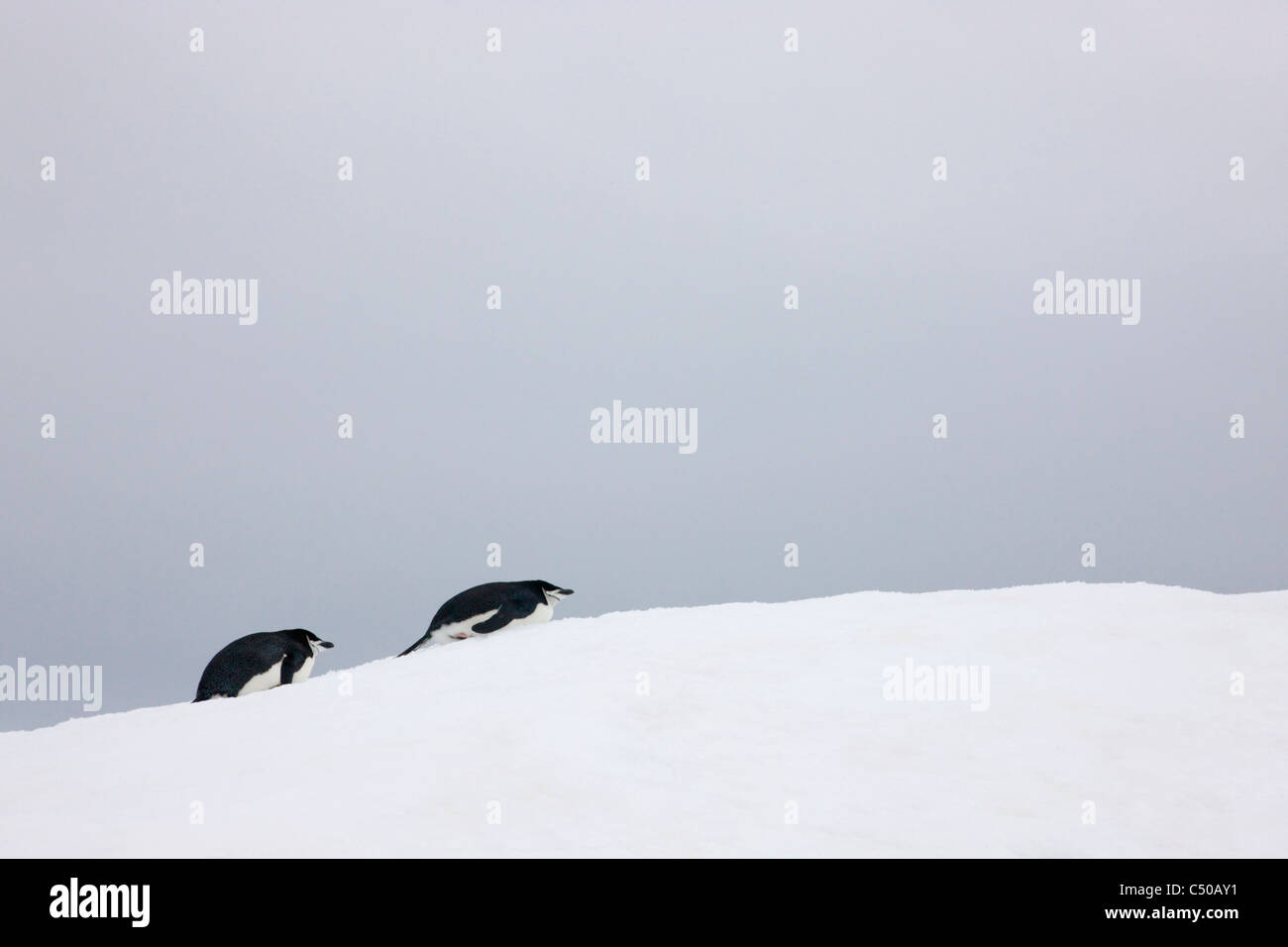 Penguins Slide High Resolution Stock Photography and Images - Alamy