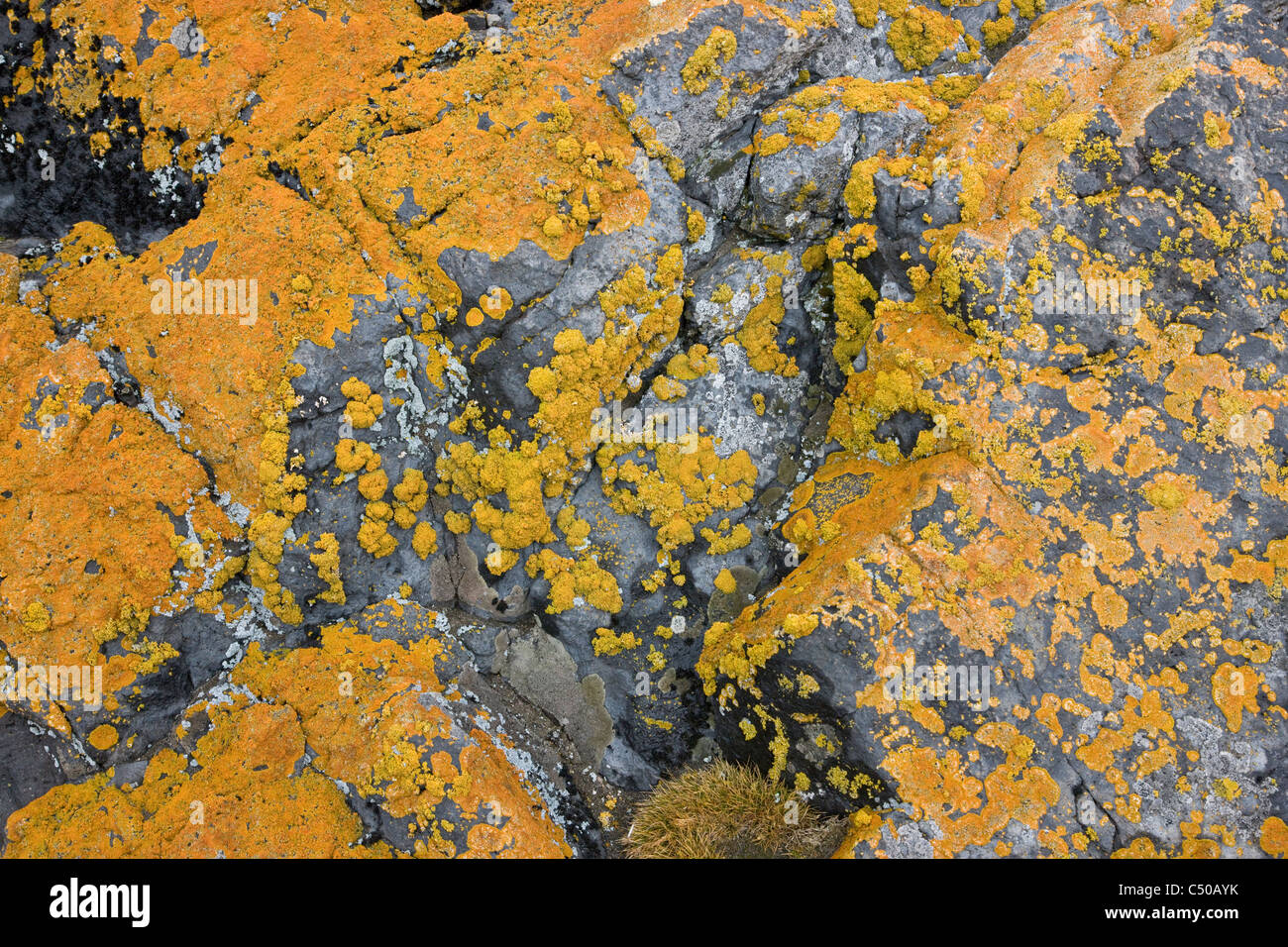 Lichen antarctica hi-res stock photography and images - Alamy
