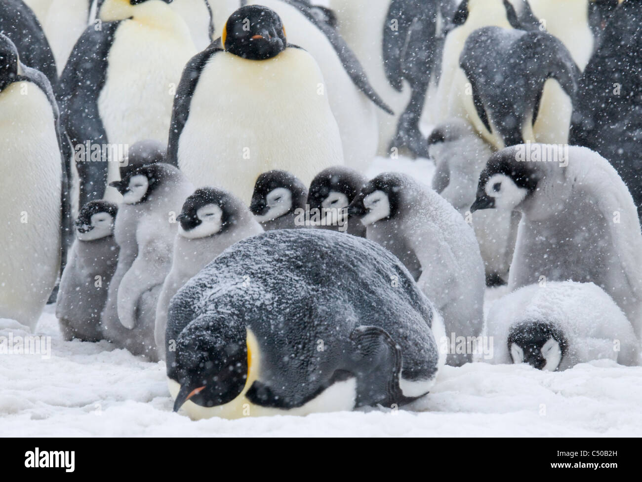 Emperor Penguins parents with chicks in snow, Snow Hill Island ...