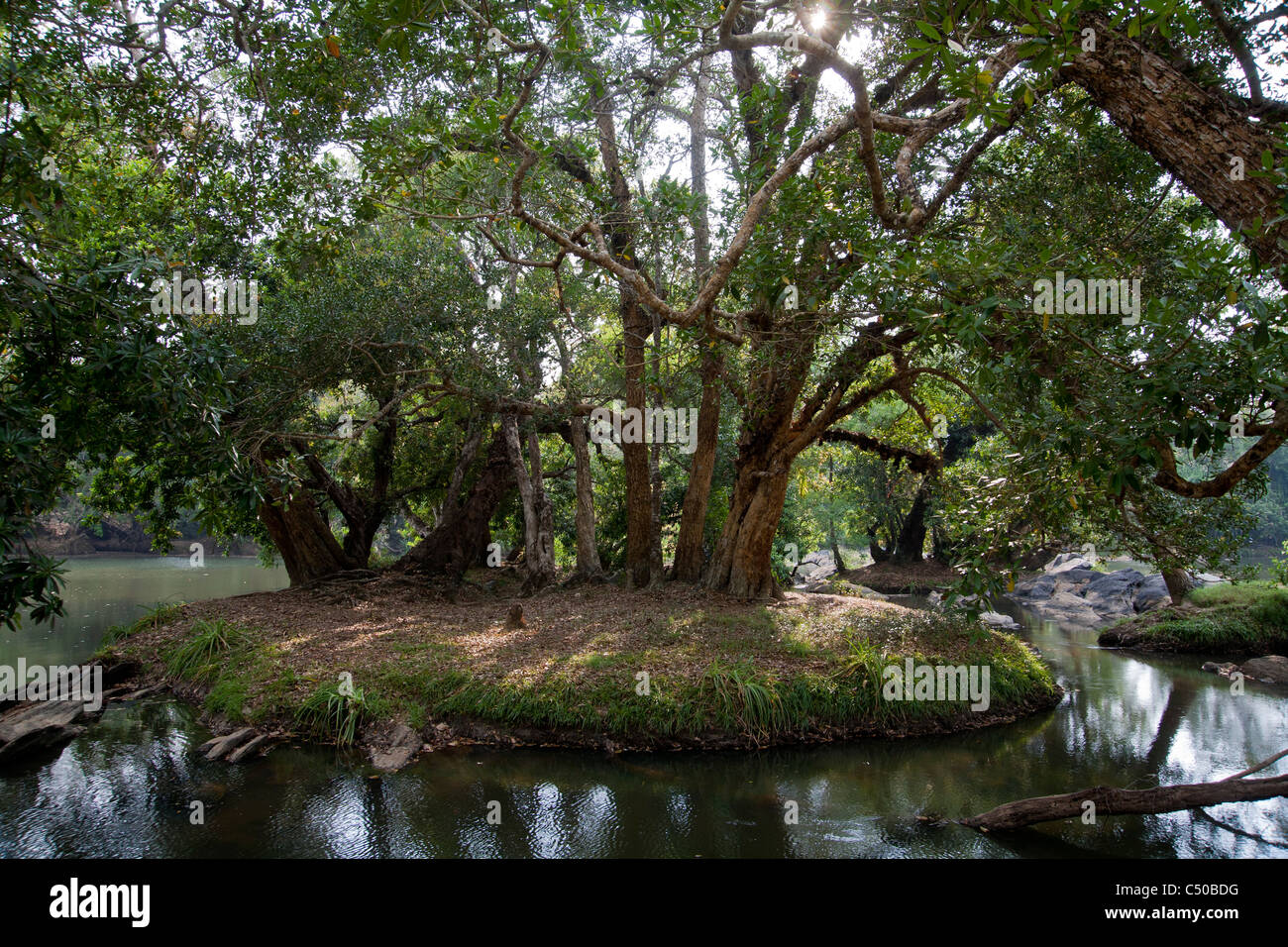 Kuruva Island Crocodile