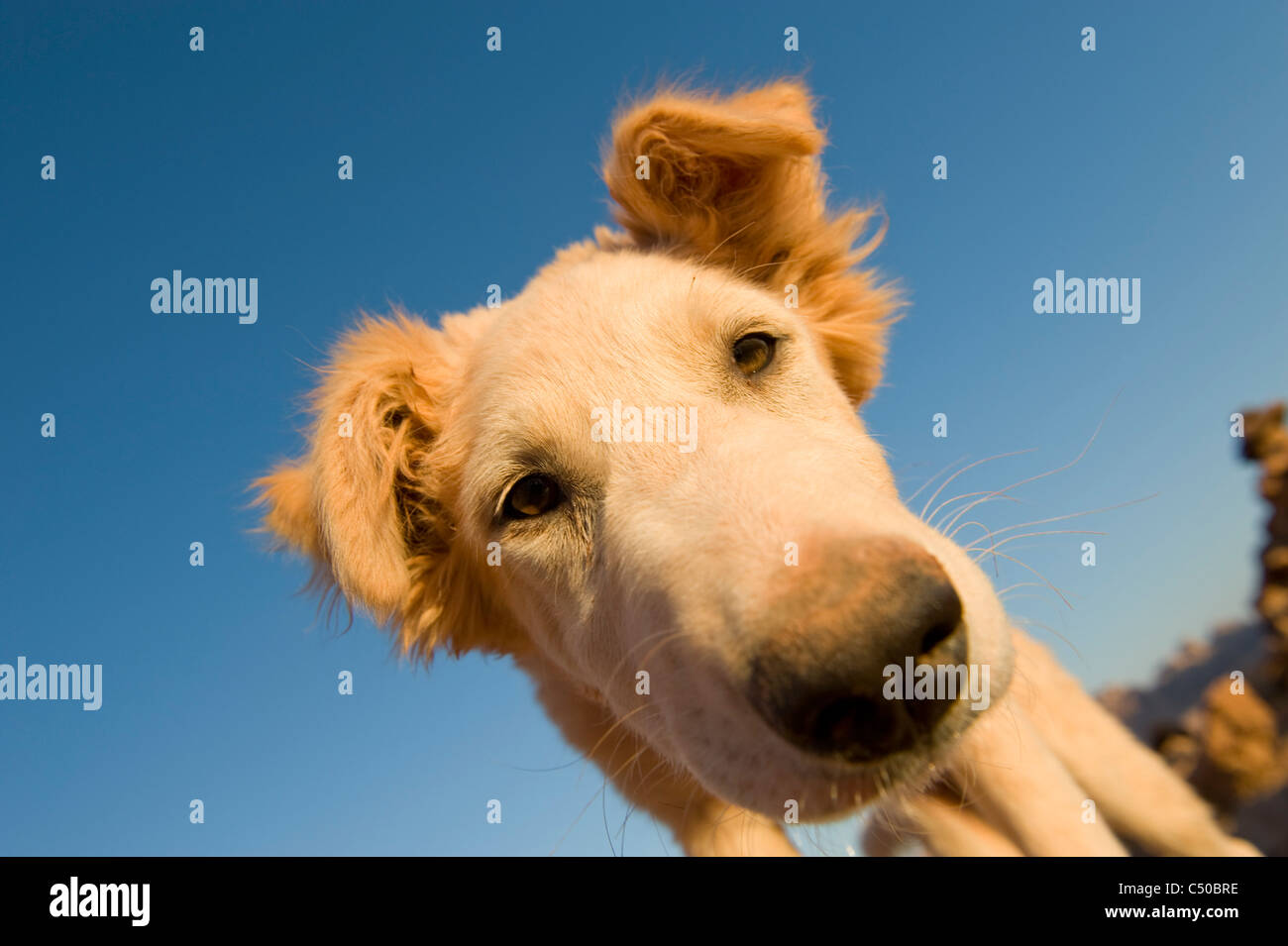 Dog in desert hi-res stock photography and images - Alamy