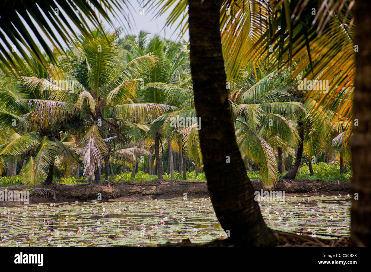 A shrimp pool in the backwaters near Kollam, Kerala Stock Photo - Alamy