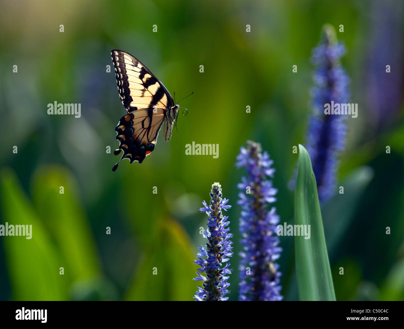 Butterfly in flight hi-res stock photography and images - Alamy