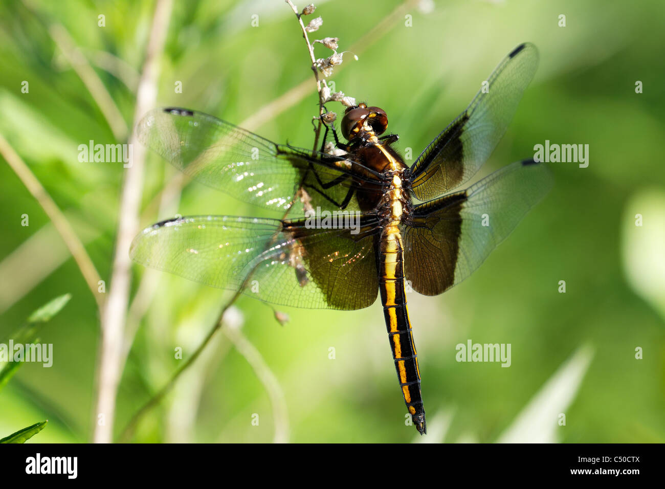 Widow Skimmer (female) - (Libellula luctuosa Stock Photo - Alamy