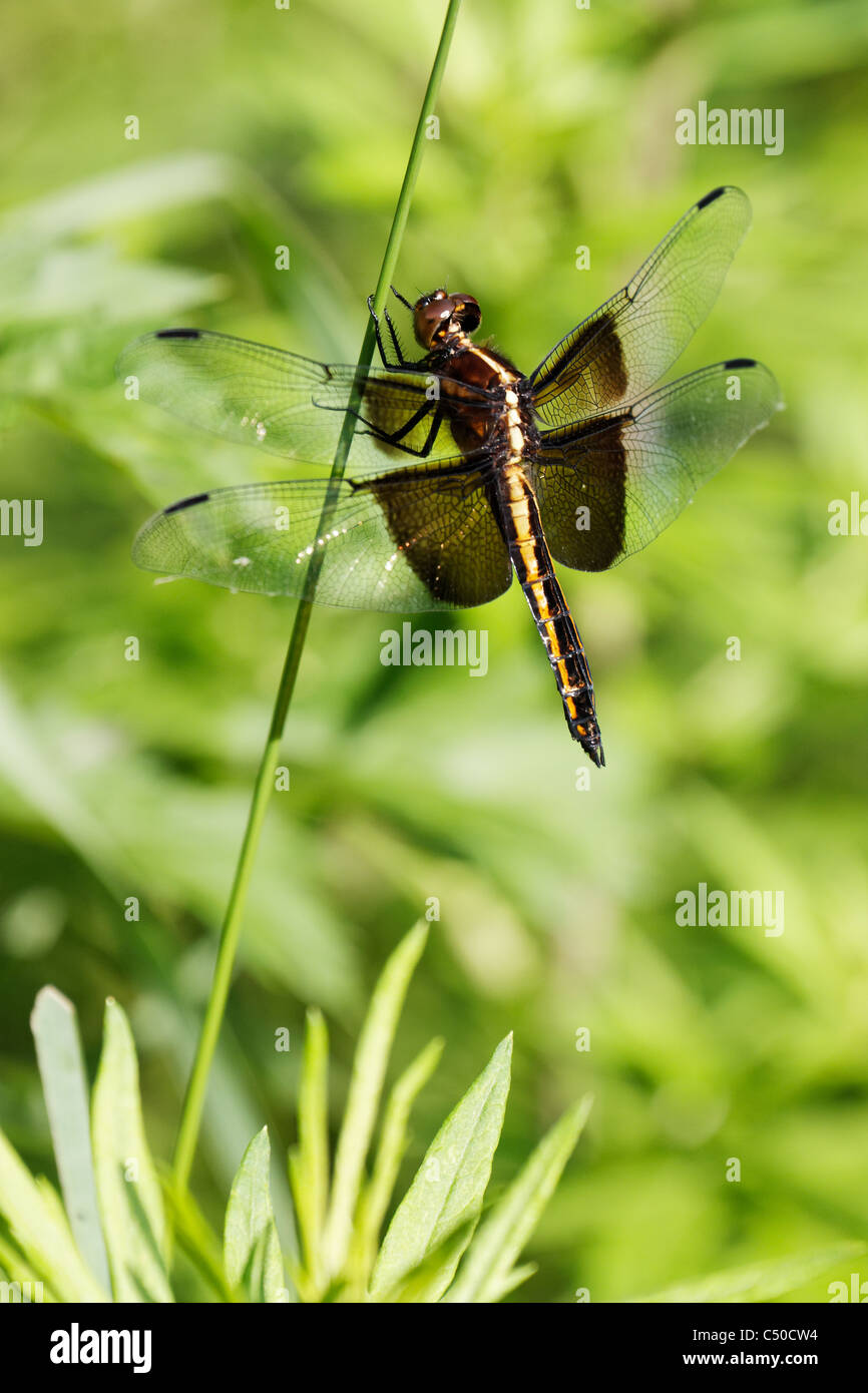 Libellula luctuosa hi-res stock photography and images - Alamy