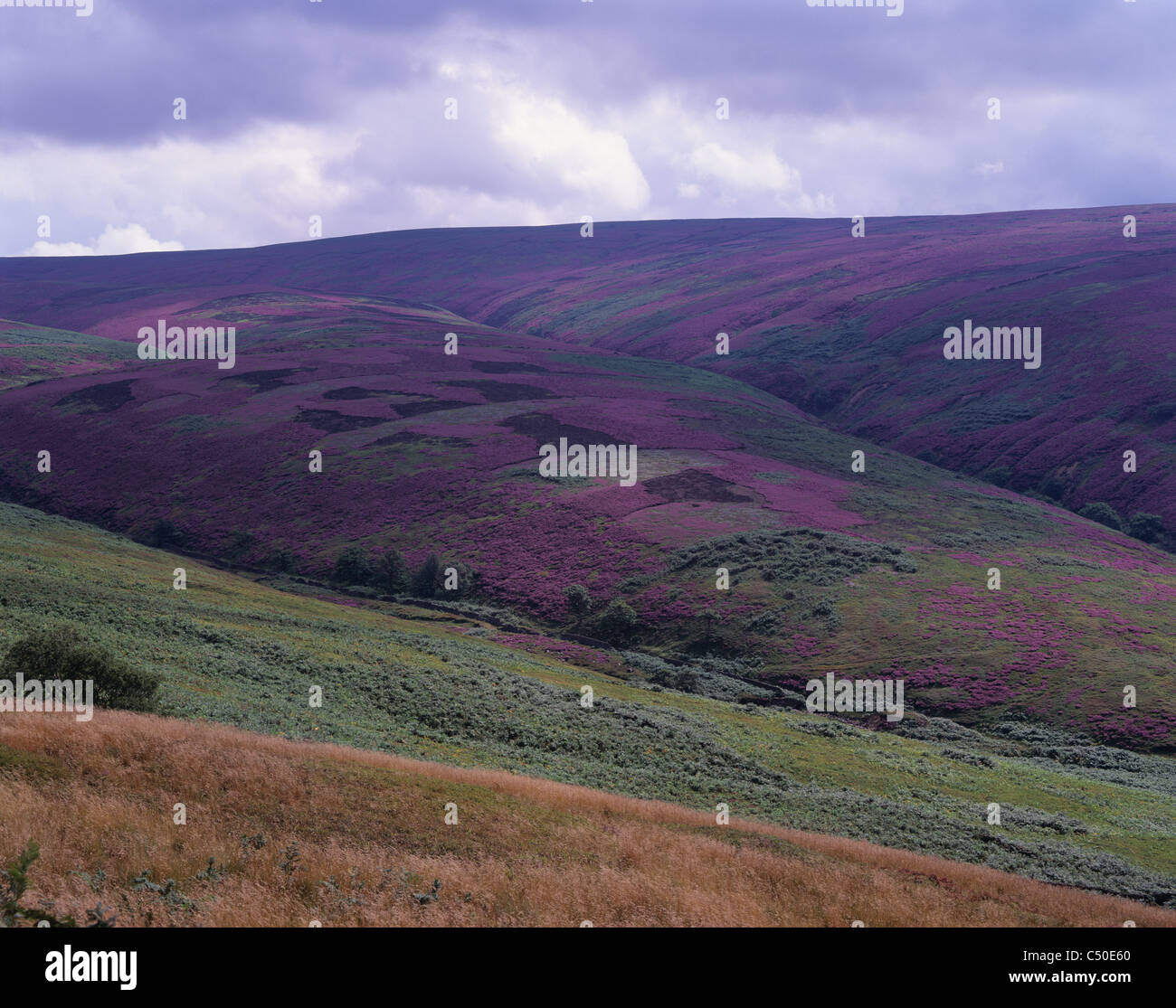 Heather moorland regeneration hi-res stock photography and images - Alamy