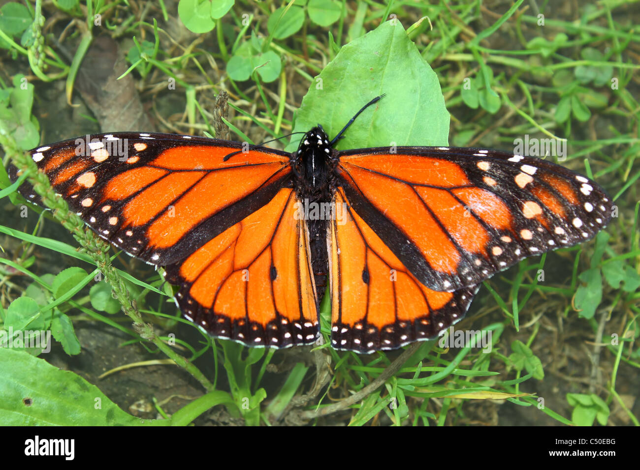 Monarch Butterfly (Danaus plexippus Stock Photo - Alamy Monarch Butterfly (Danaus plexippus Stock Photo - Alamy