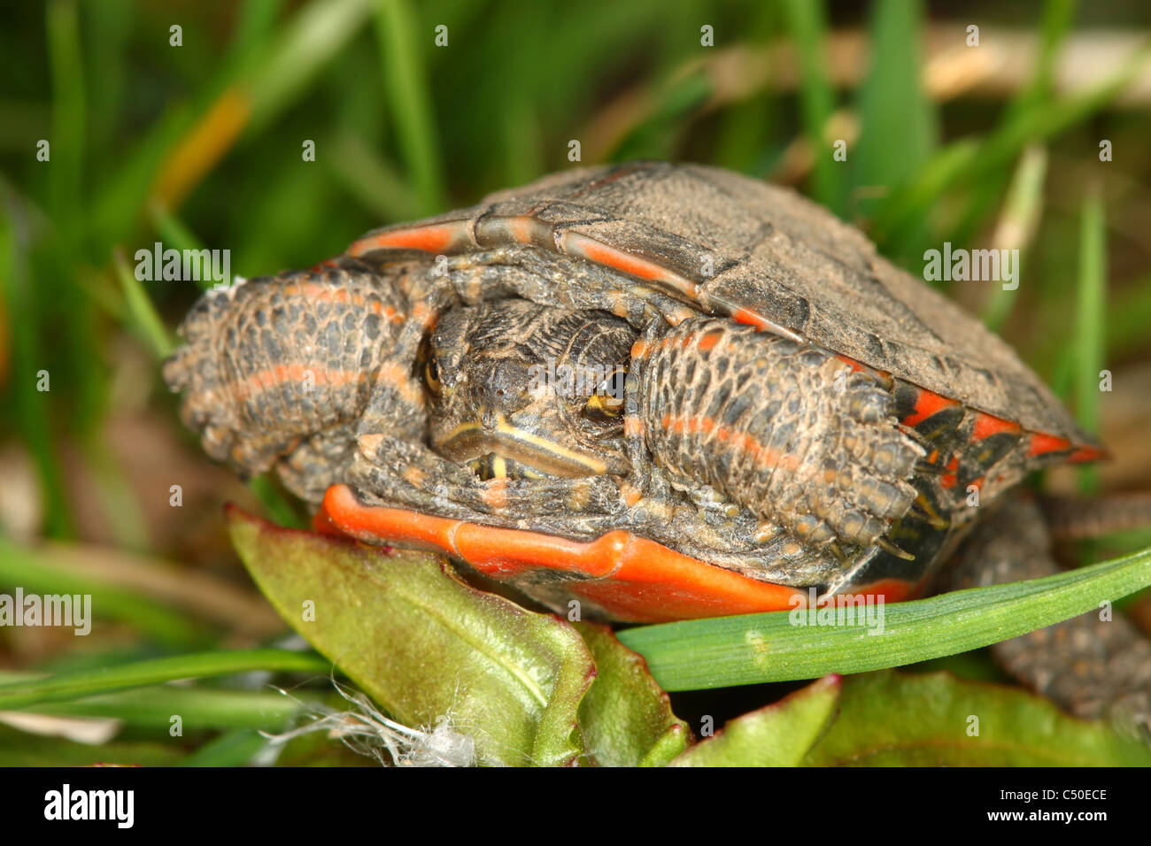 Painted Turtle (Chrysemys picta Stock Photo - Alamy