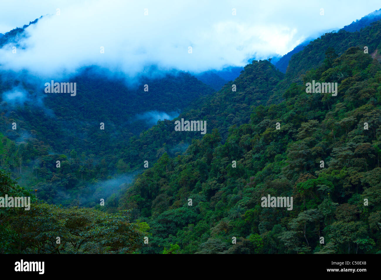 Rainforest tree canopy hi-res stock photography and images - Alamy