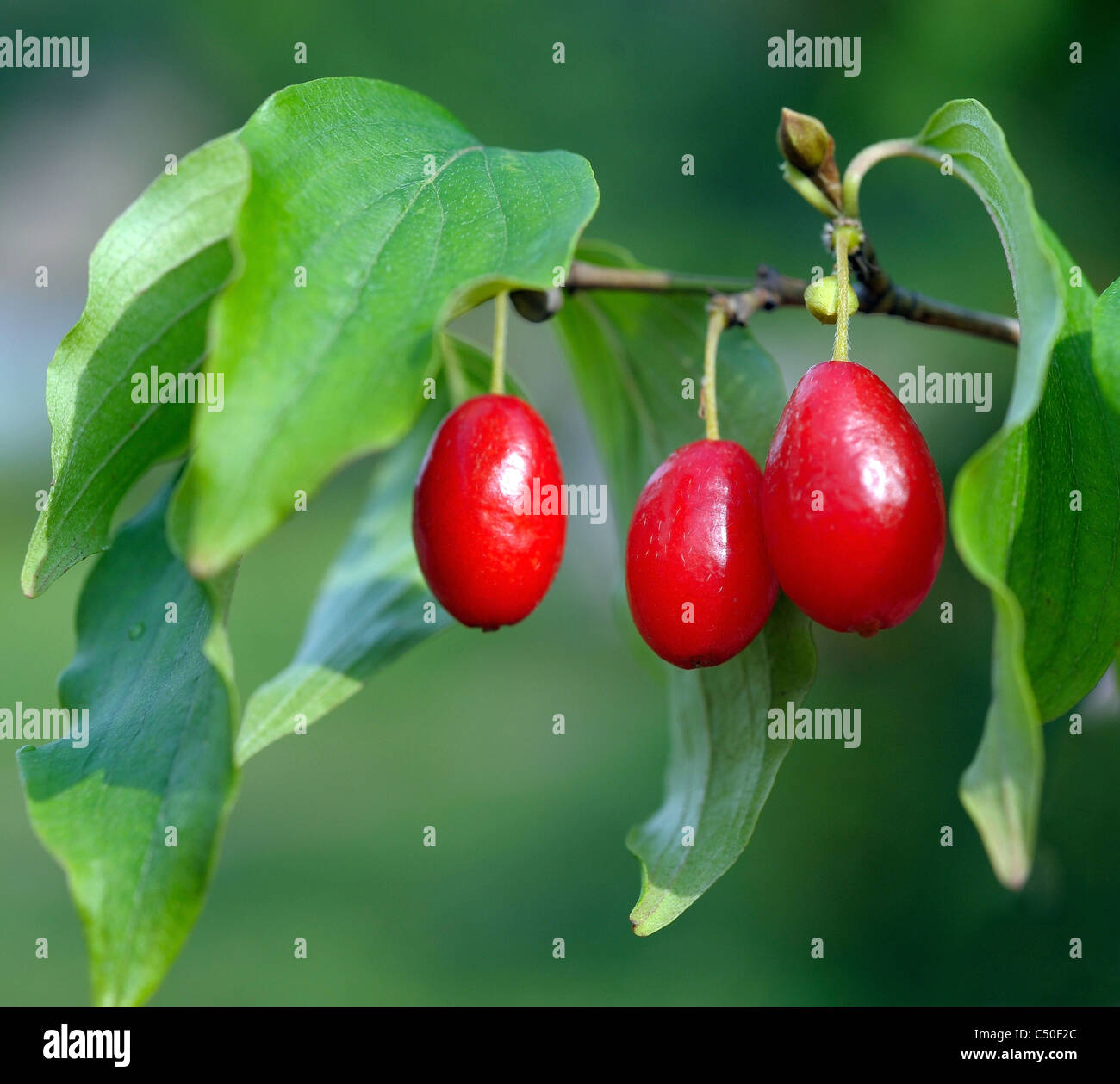 Red cornel hi-res stock photography and images - Alamy