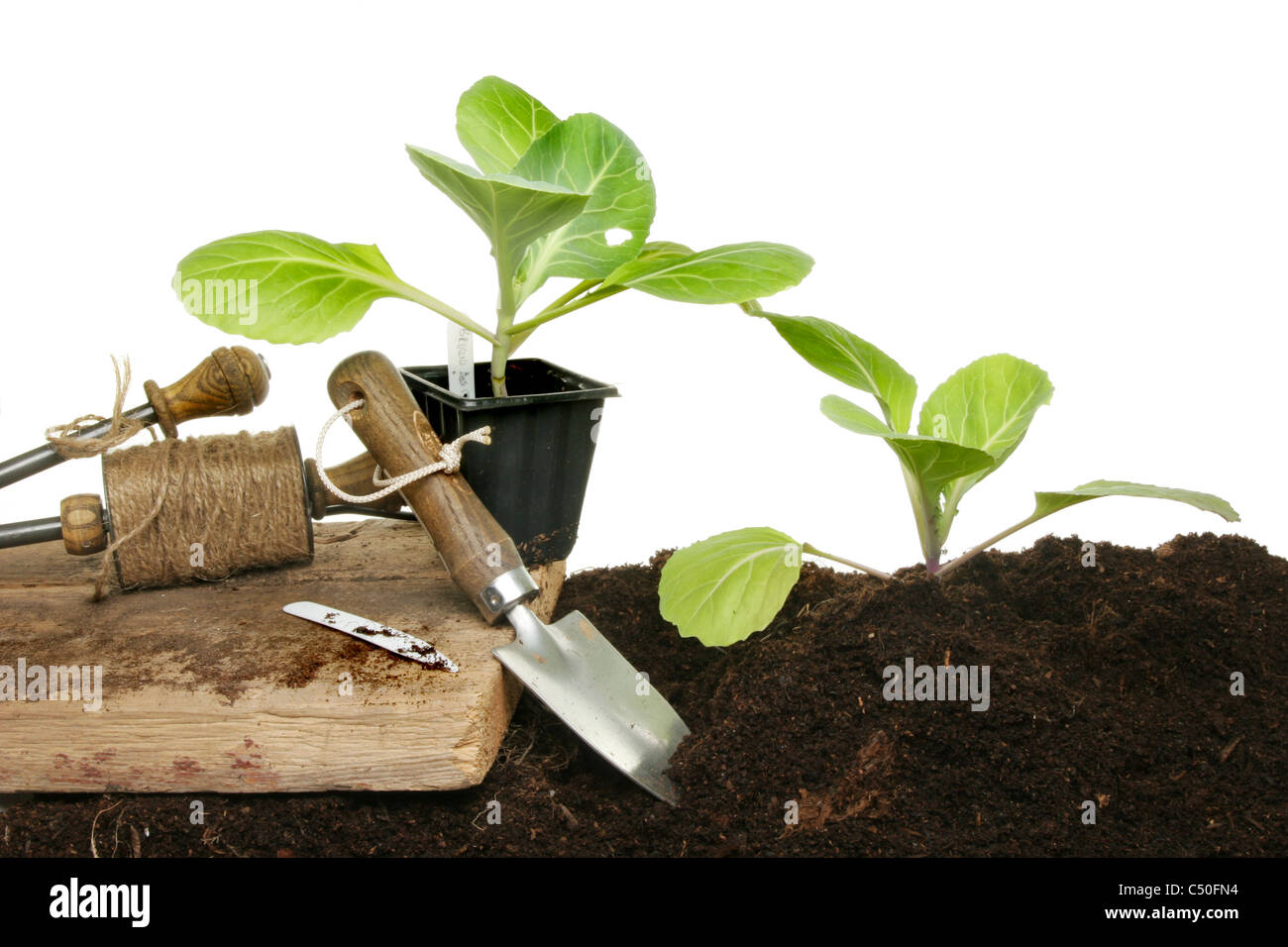 Planting seedling cabbage plants in soil with garden tools against a ...