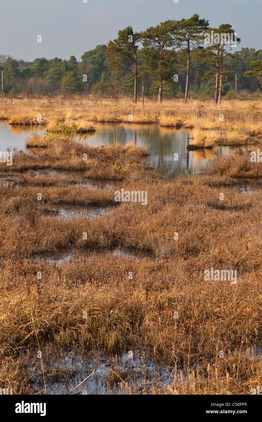 Thursley Common National Nature Reserve, Thursley, Surrey, UK Stock ...