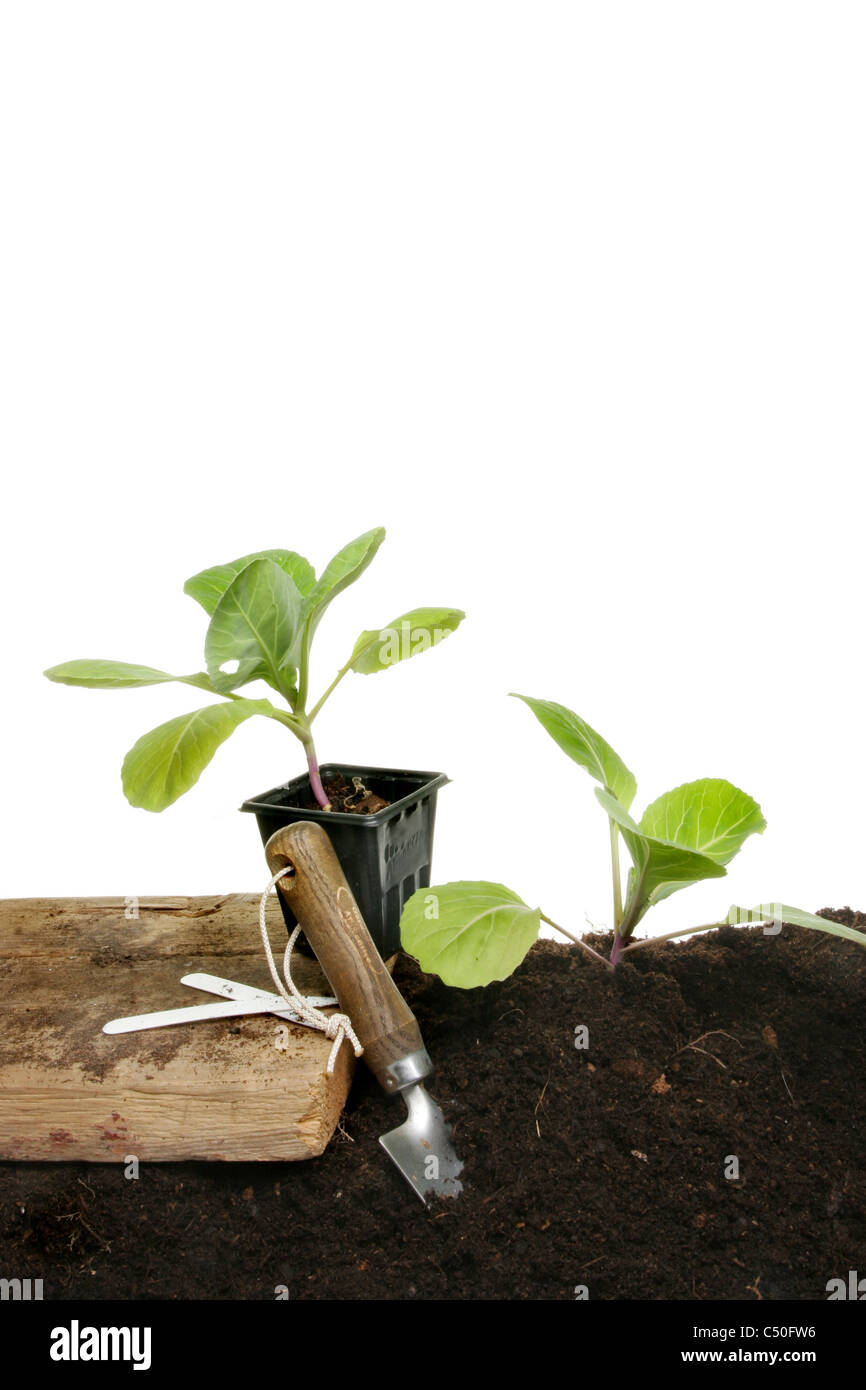 Planting seedling vegetable plants into soil with a garden trowel ...