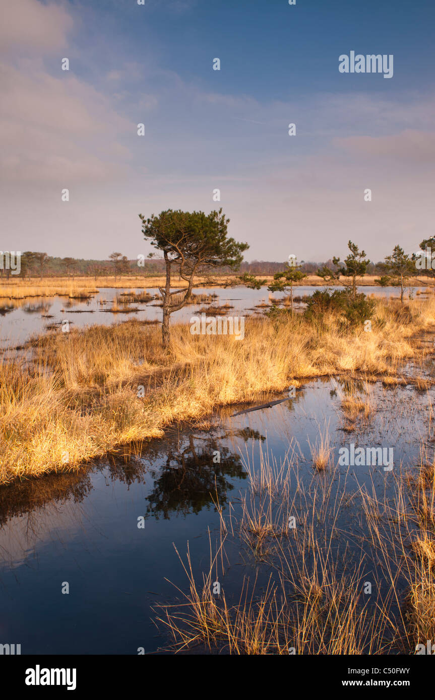 Thursley Common National Nature Reserve, Thursley, Surrey, UK Stock ...