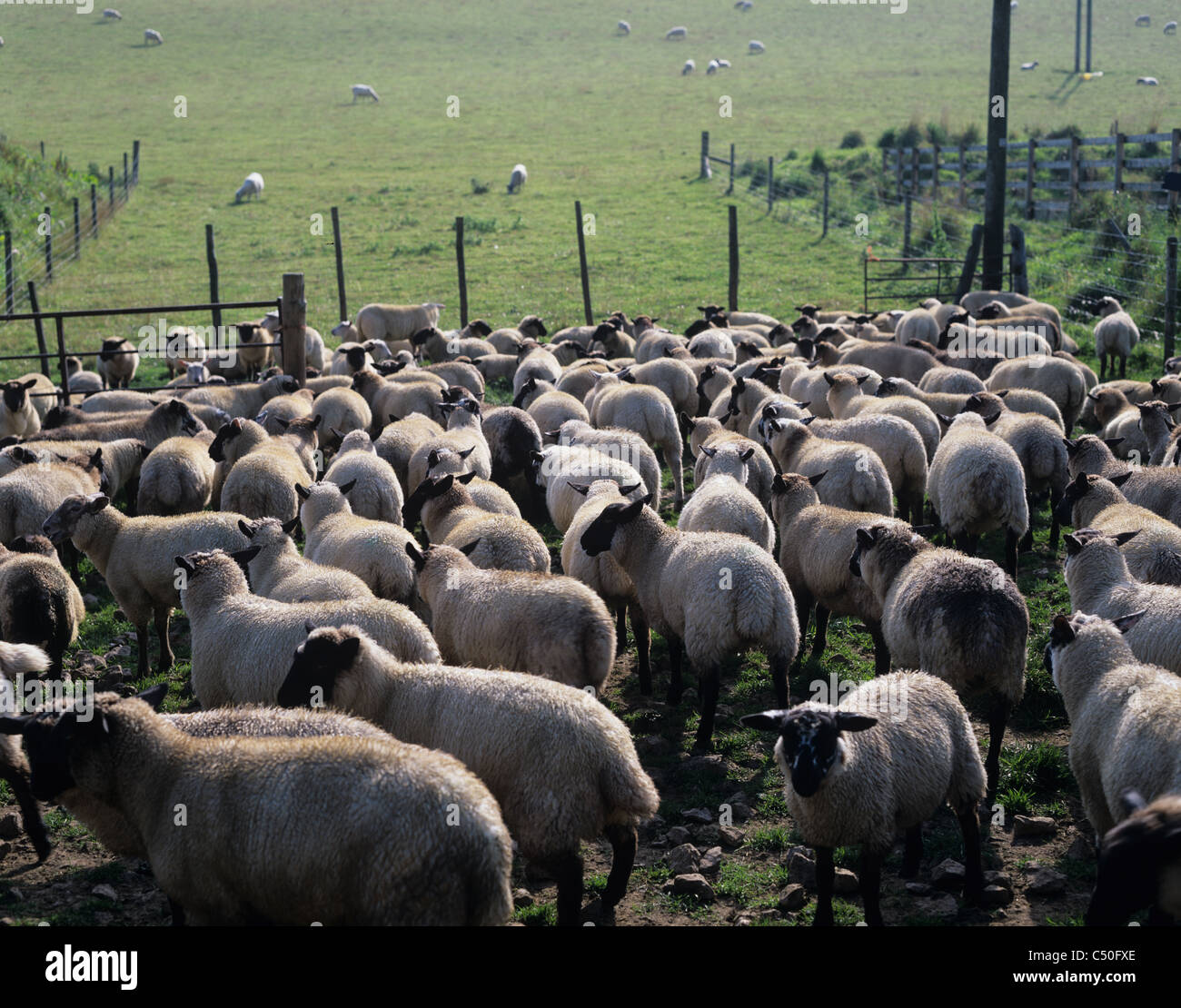 Sheep flock, Peak District Stock Photo - Alamy