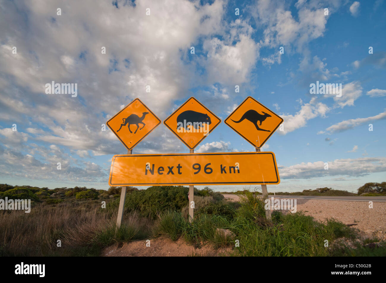Road signs on the Nullarbor Plain indicating the presence of Camels ...