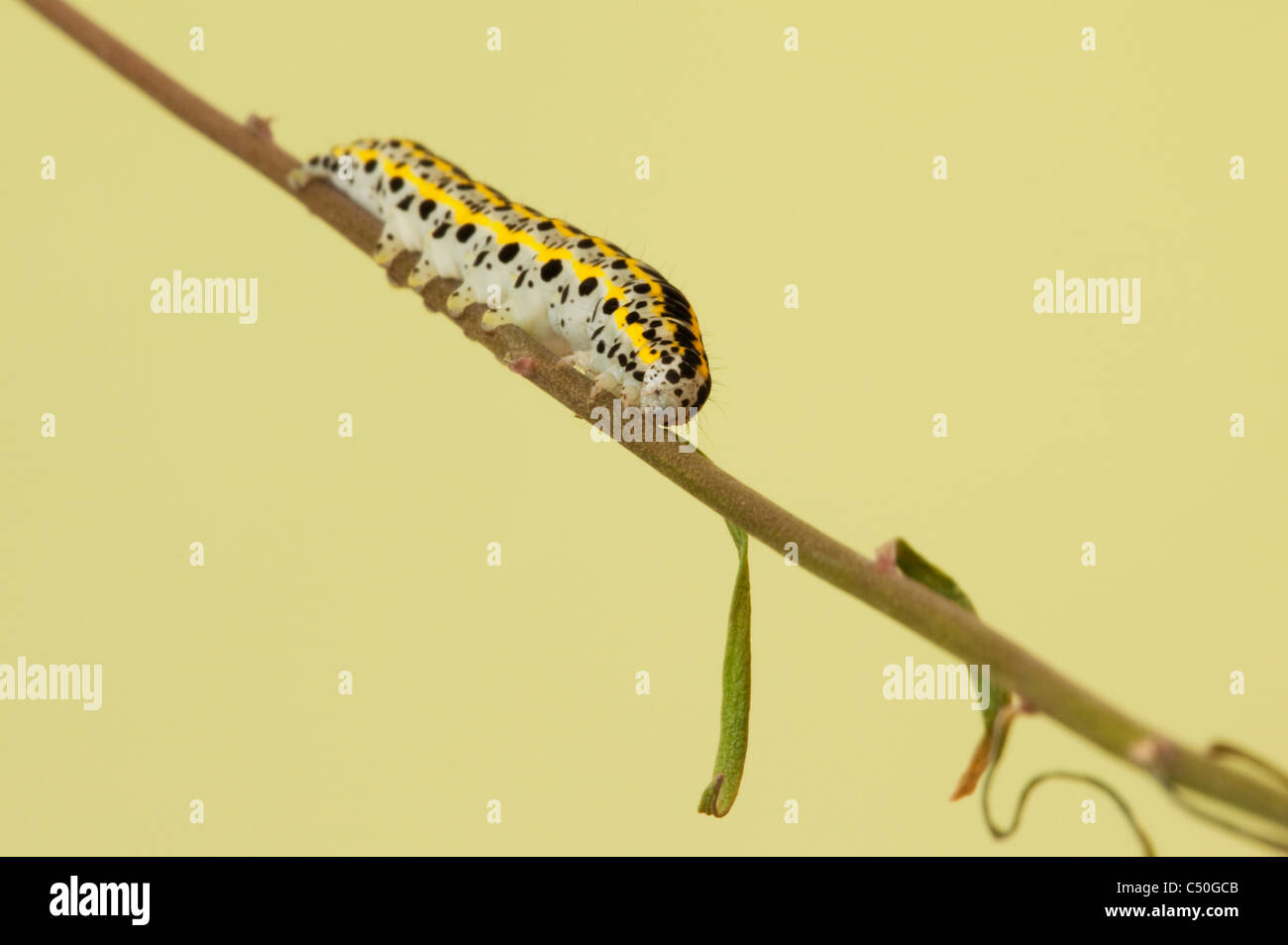 Larva of the moth Toadflax Brocade Stock Photo - Alamy