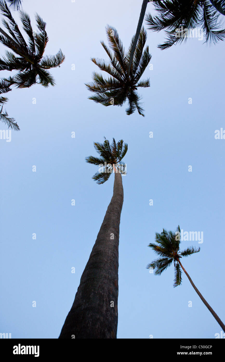 Long Stretch Of Trees High Resolution Stock Photography and Images - Alamy