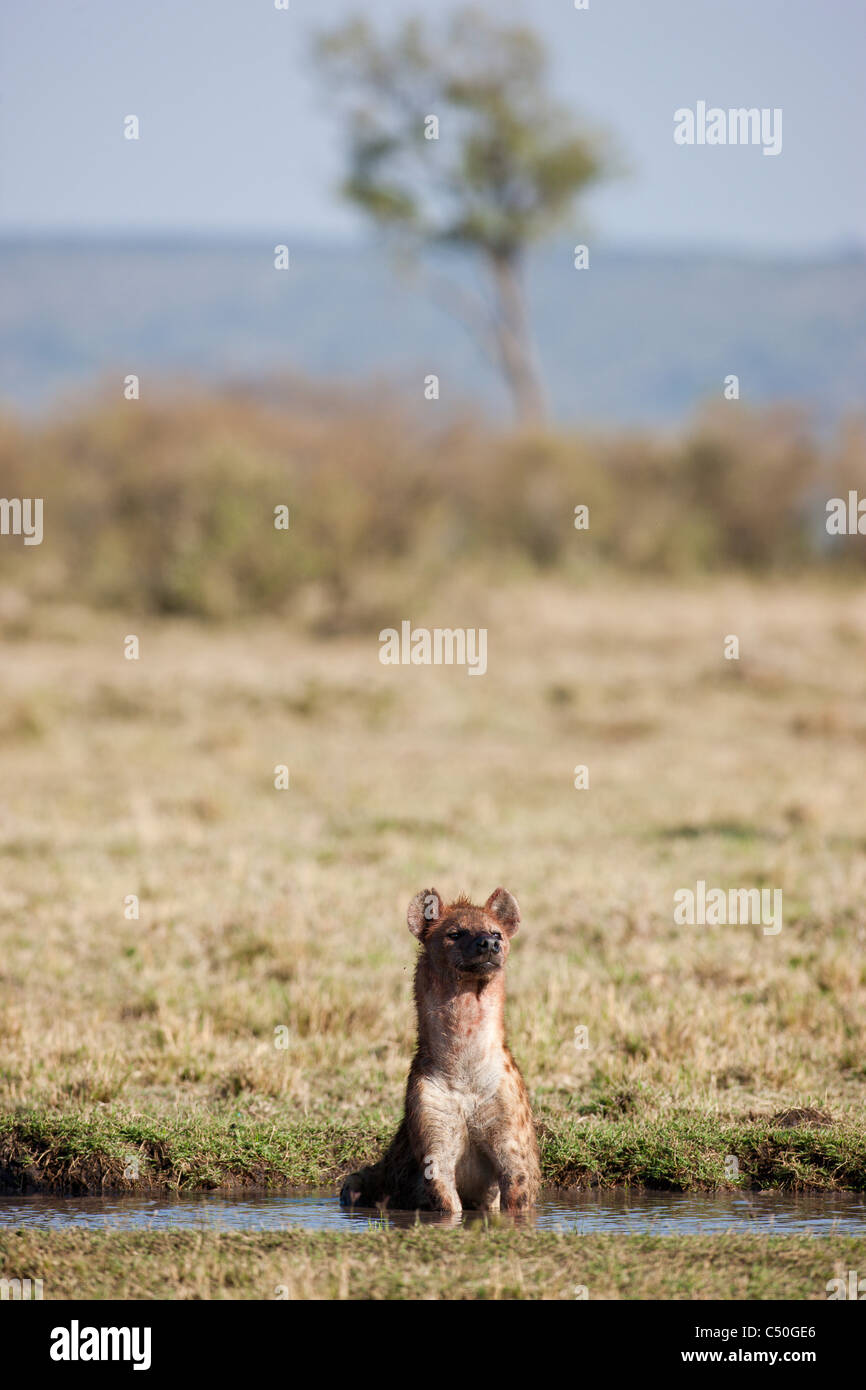 Spotted hyena in water hi-res stock photography and images - Alamy