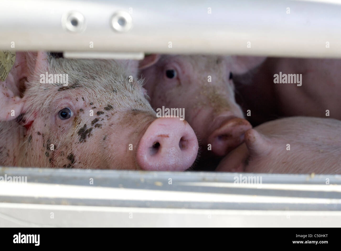 Factory farming cramped hi-res stock photography and images - Alamy