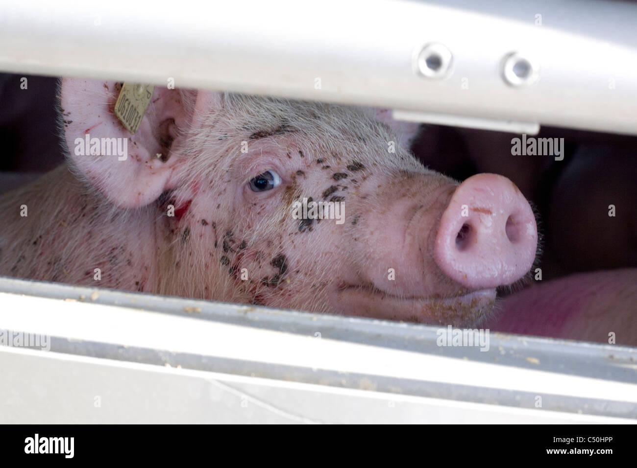 Factory farm pigs hi-res stock photography and images - Alamy